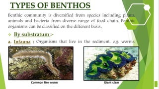 Benthos - types and their role in ecosystem | PPTX | Zoos & Aquariums ...