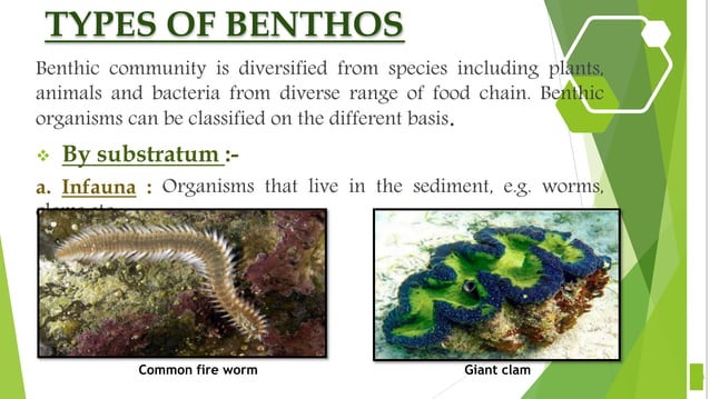 Benthos - types and their role in ecosystem | PPTX | Zoos & Aquariums | Attractions