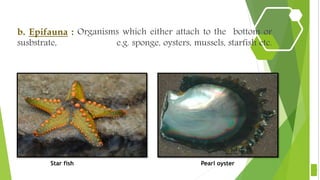 Benthos - types and their role in ecosystem | PPTX