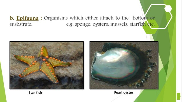 Benthos - types and their role in ecosystem | PPTX | Zoos & Aquariums ...
