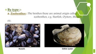 Benthos - types and their role in ecosystem | PPTX