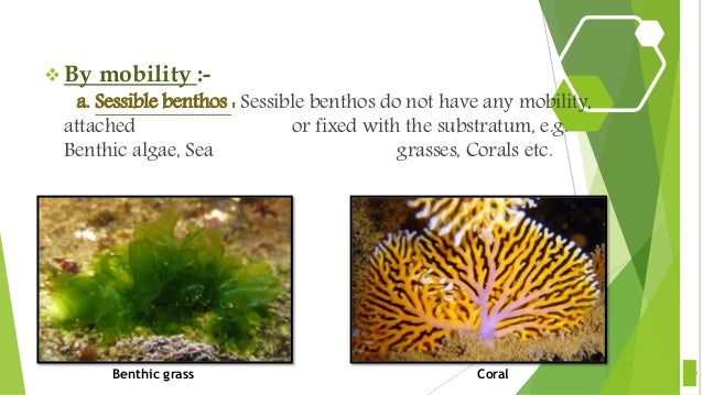 Benthos - types and their role in ecosystem