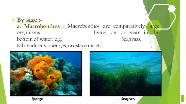 Benthos - types and their role in ecosystem