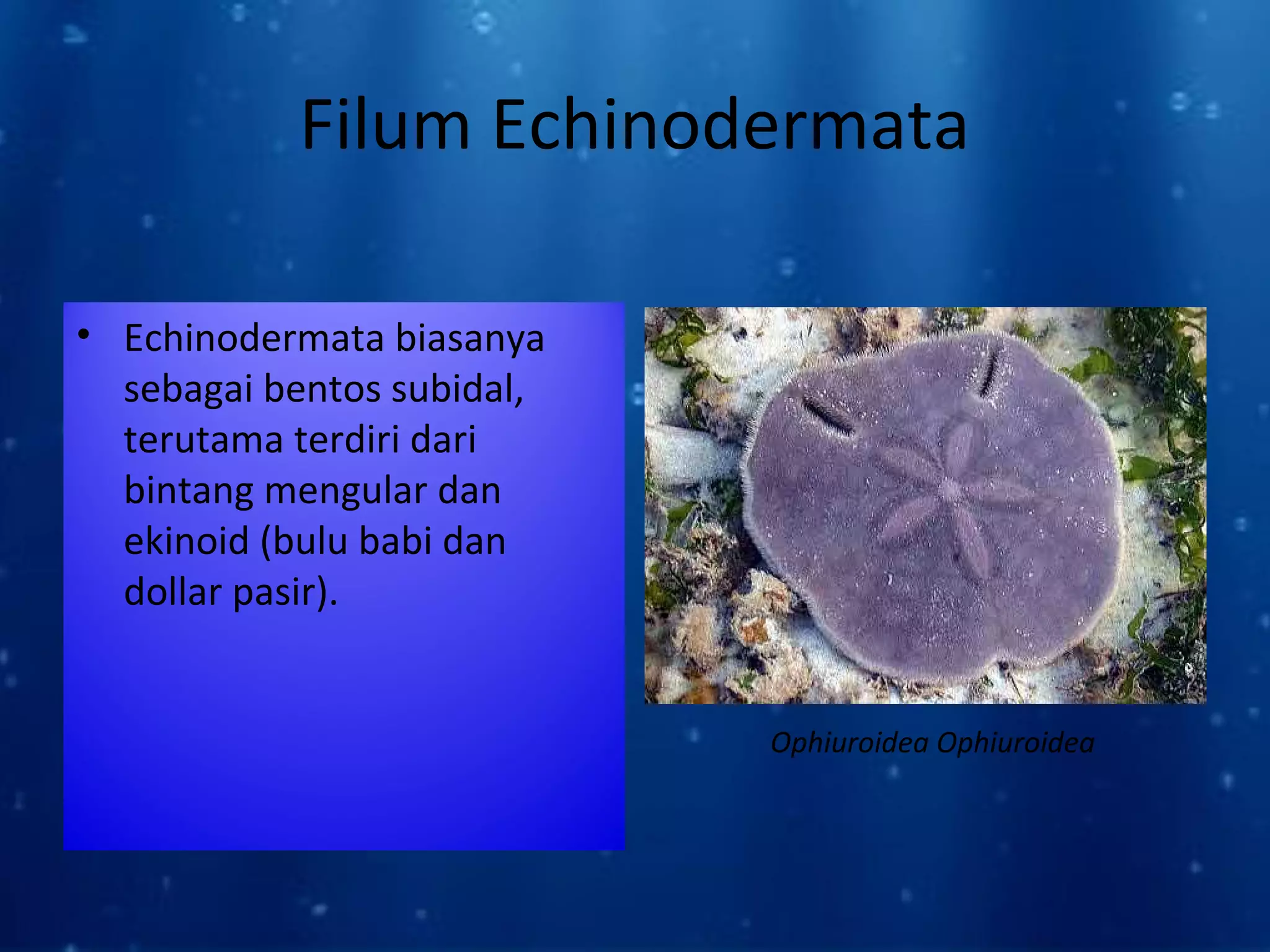 Benthos Subtidal | PPT