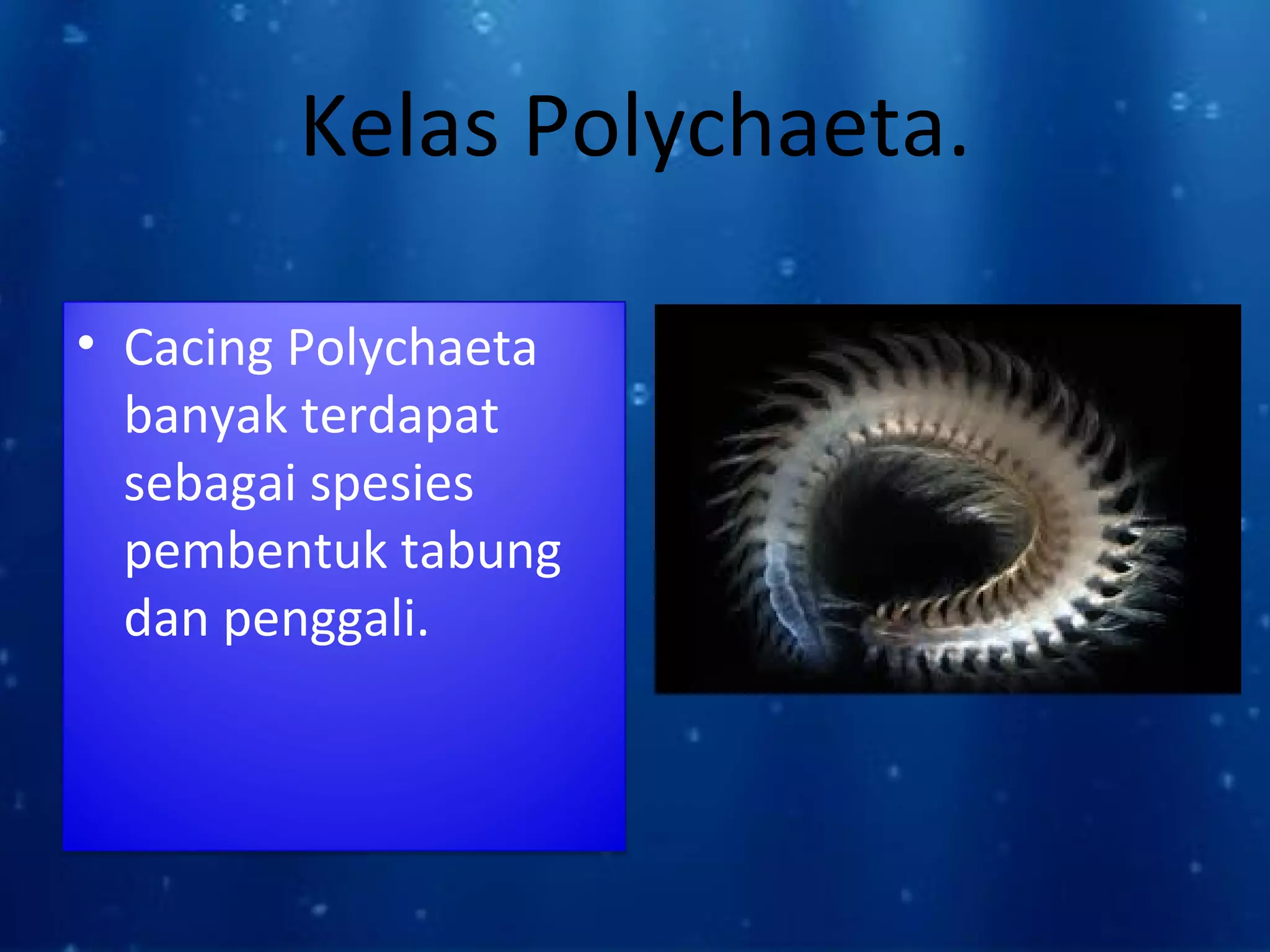 Benthos Subtidal | PPT