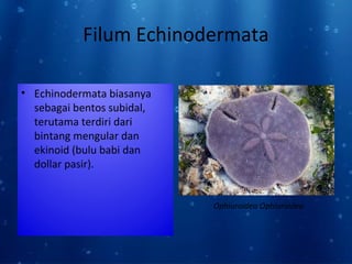 Benthos Subtidal | PPT
