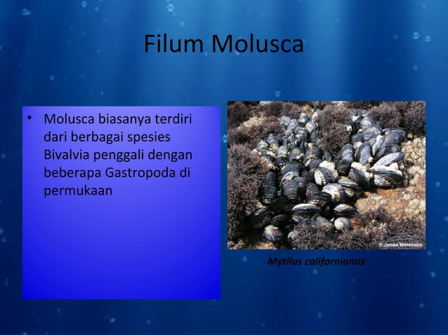 Benthos Subtidal | PPT