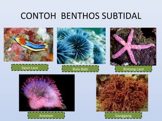 Benthos Subtidal | PPT