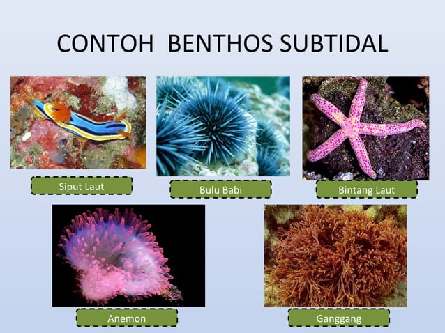 Benthos Subtidal | PPT