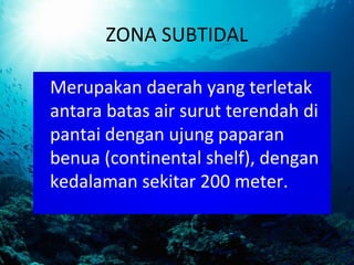 Benthos Subtidal | PPT