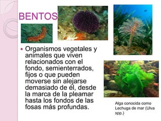 Bentos | PPTX
