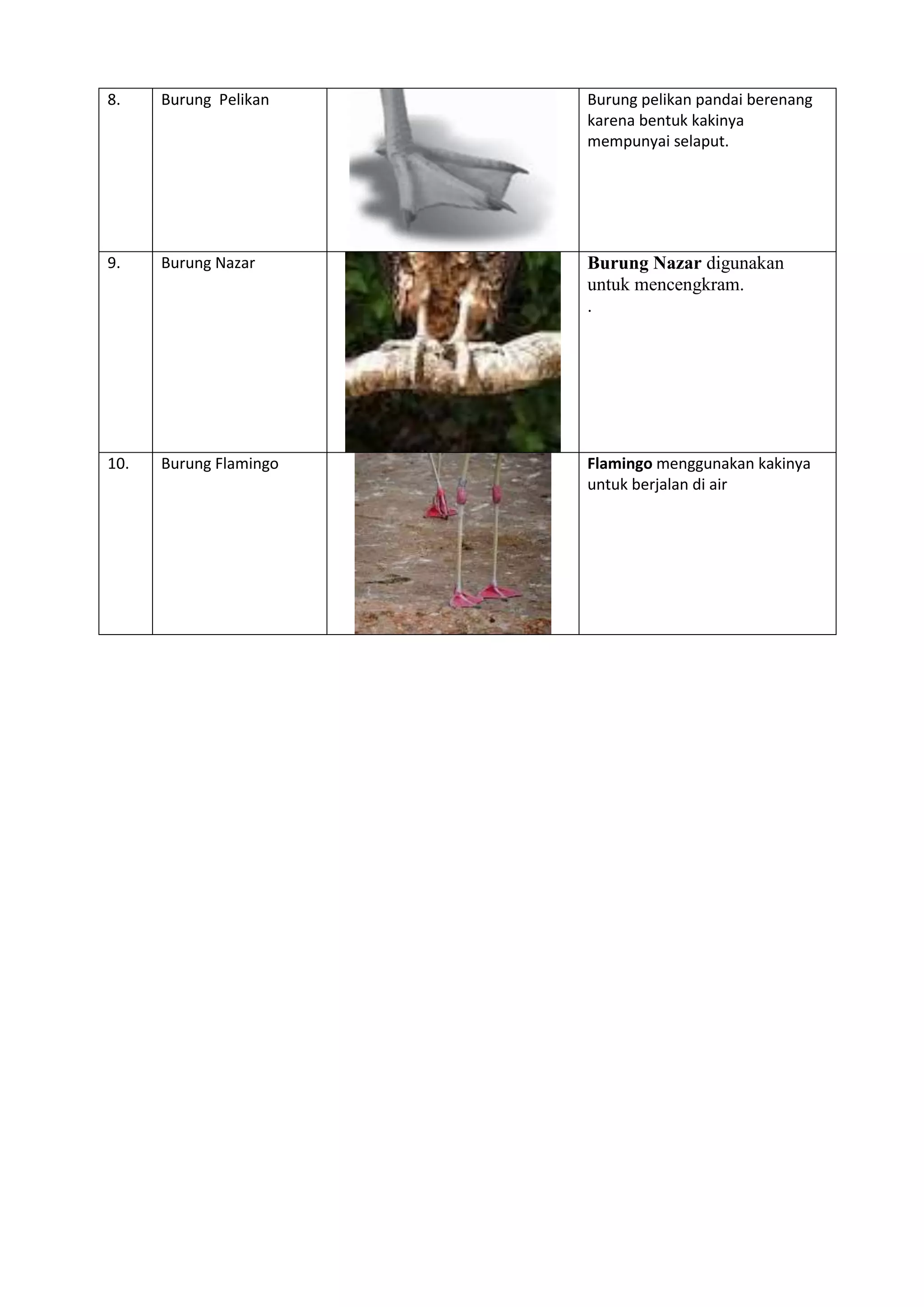 Bentuk-Paruh-Burung-Dan-Fungsinya.doc