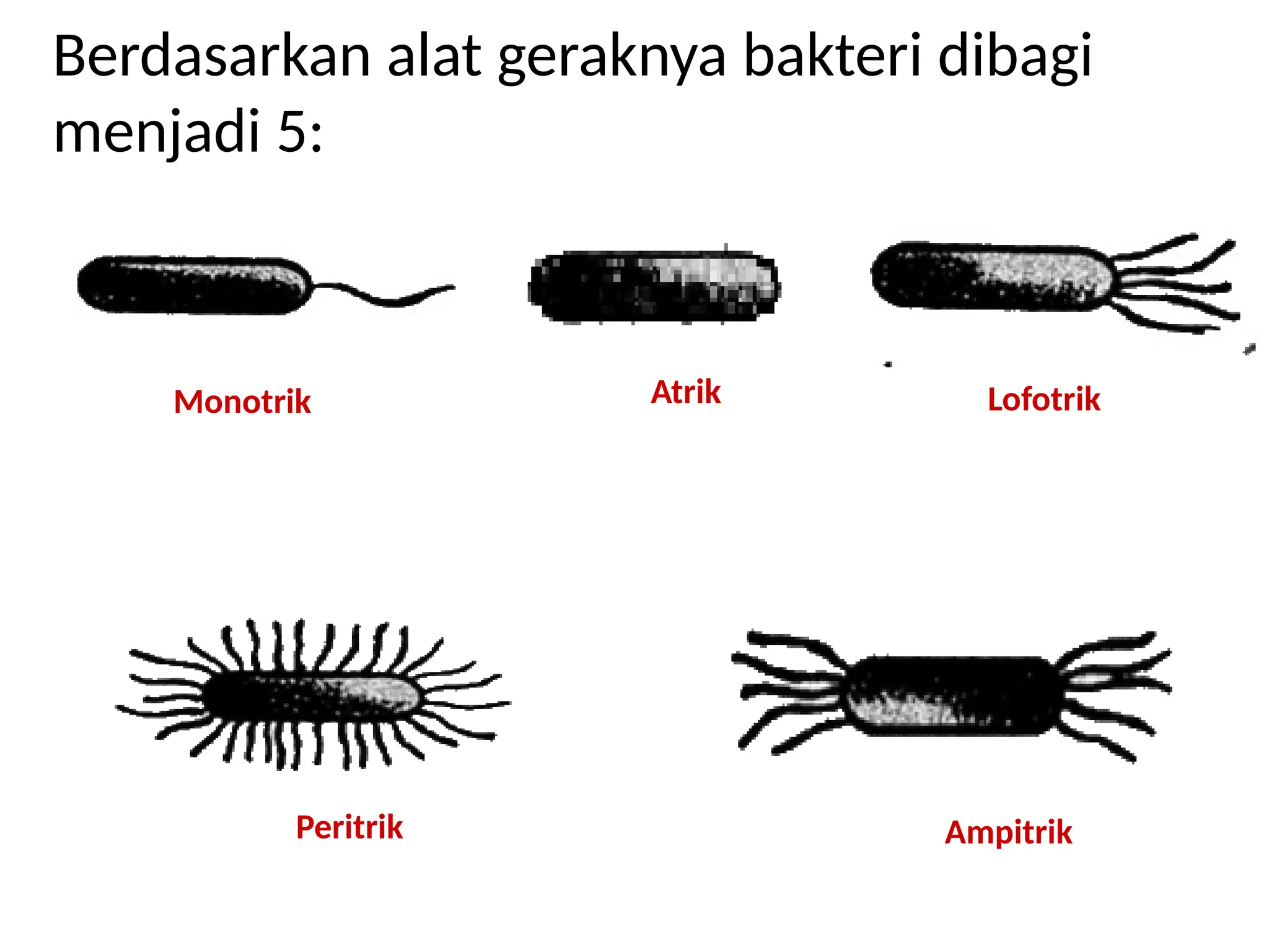 bentuk bakteri berdasarkan flagel bentuk bakteri berdasarkan flagel .pptx