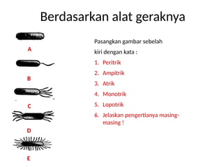 bentuk bakteri berdasarkan flagel bentuk bakteri berdasarkan flagel .pptx