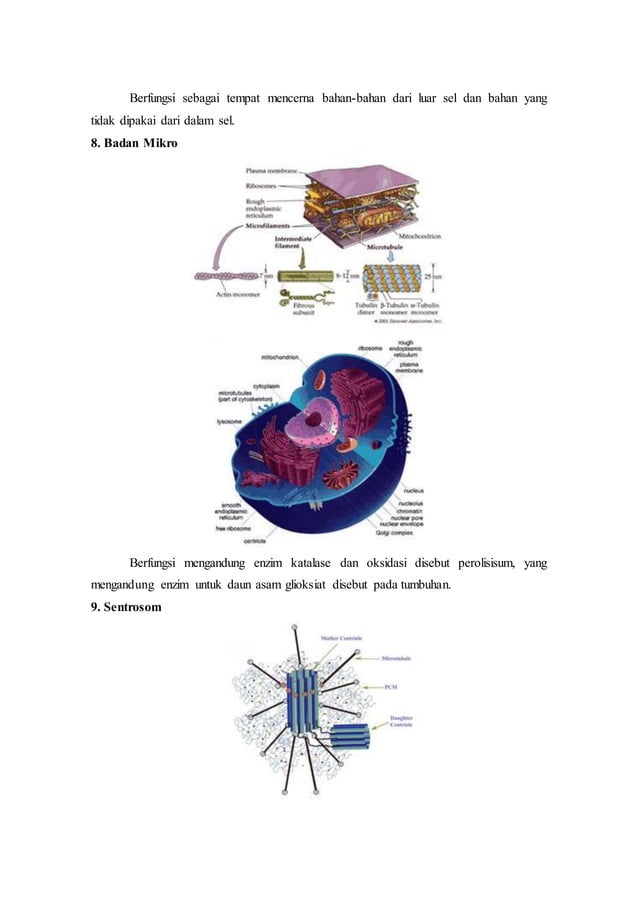 Bentuk sel hewan dan tumbuhan beserta penjelasan dan fungsinya | PDF