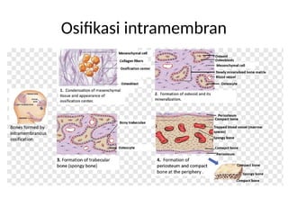 Bentuk Tulang dan Osifikasi manusia.pptx