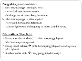 BENTUK DAN UKURAN PANGGUL PADA IBU HAMIL | PDF