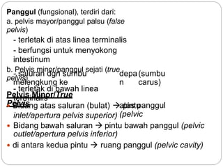 BENTUK & UKURAN PANGGUL by syerli.pptx