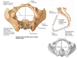 BENTUK & UKURAN PANGGUL by syerli.pptx