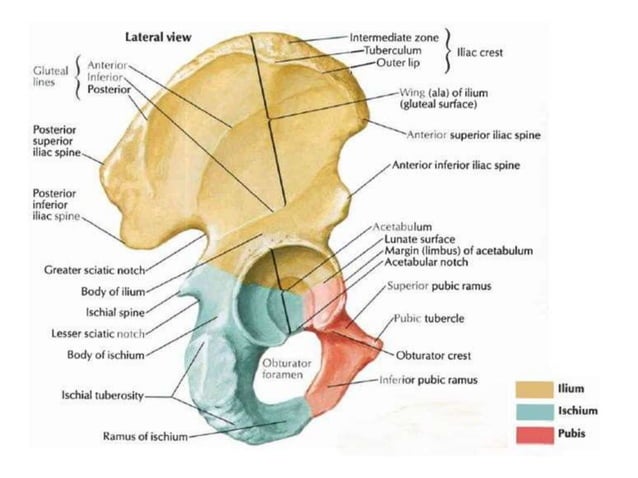 BENTUK & UKURAN PANGGUL by syerli.pptx