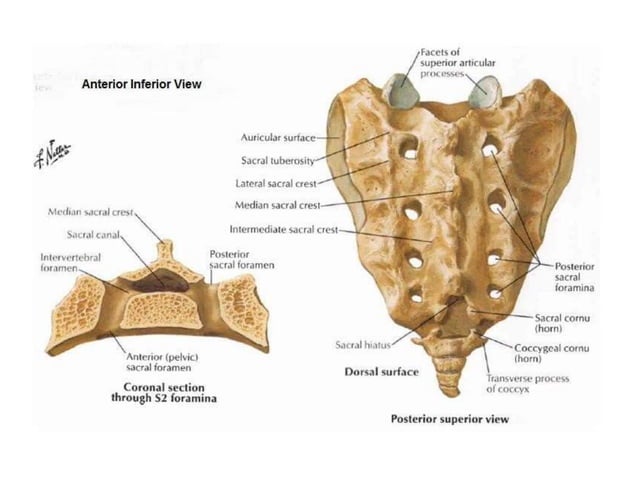 BENTUK & UKURAN PANGGUL by syerli.pptx
