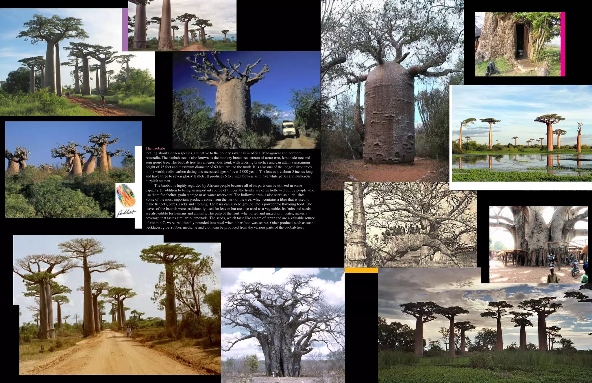 Beobab Trees and Madagascar | PDF