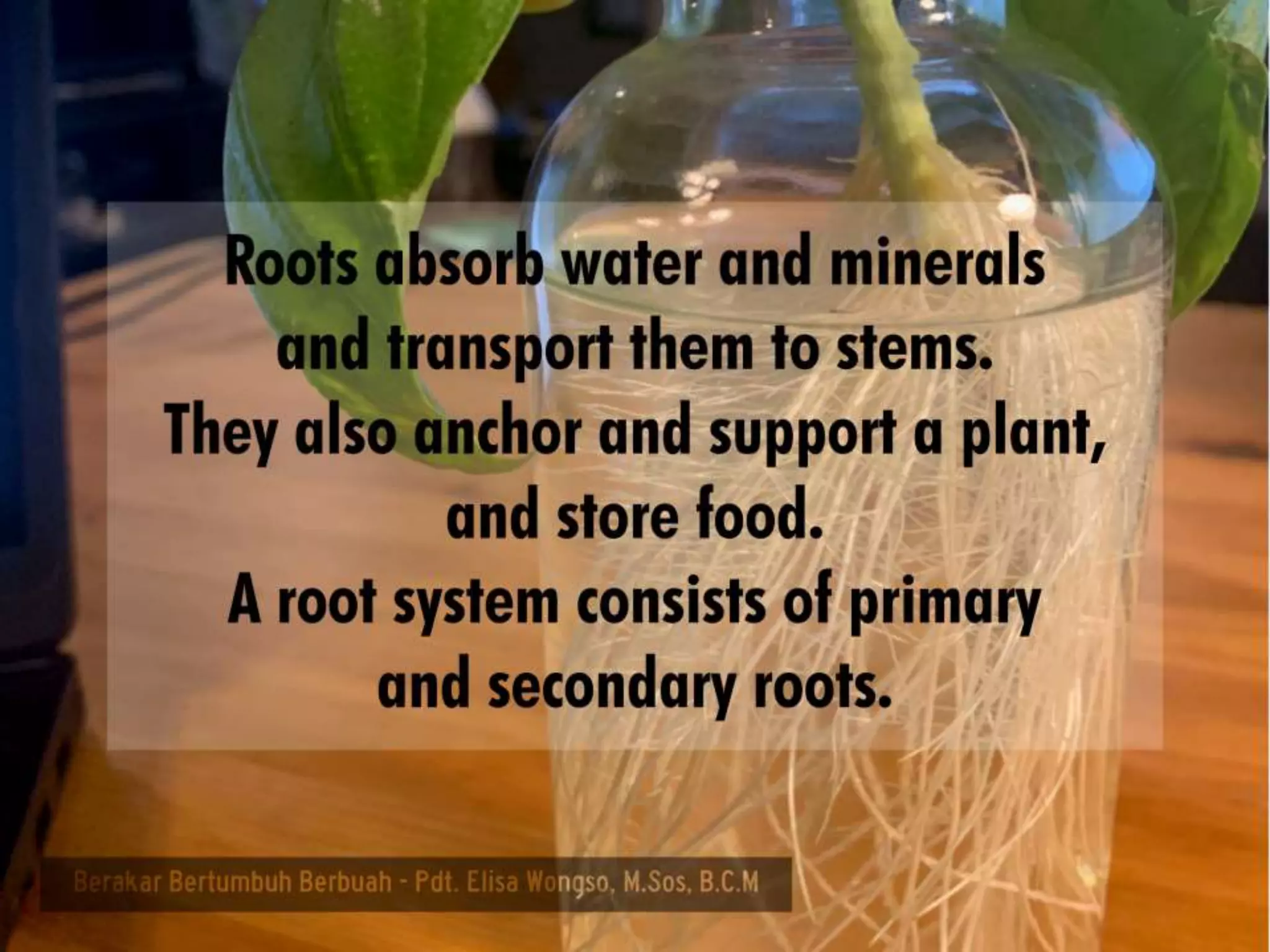 Berakar bertumbuh berbuah | PPSX