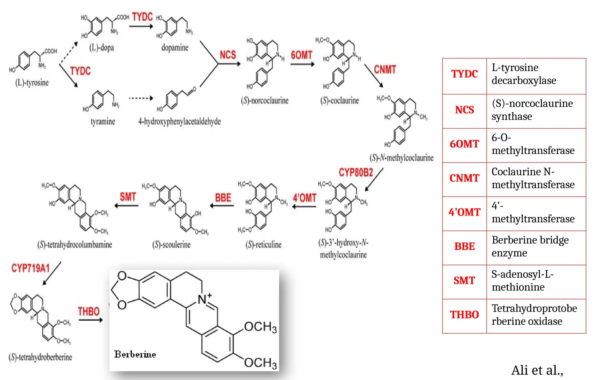Berberine:- “The Nature’s Wonder compound”. | PPTX