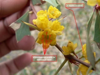 Berberis grevilleana.ppt