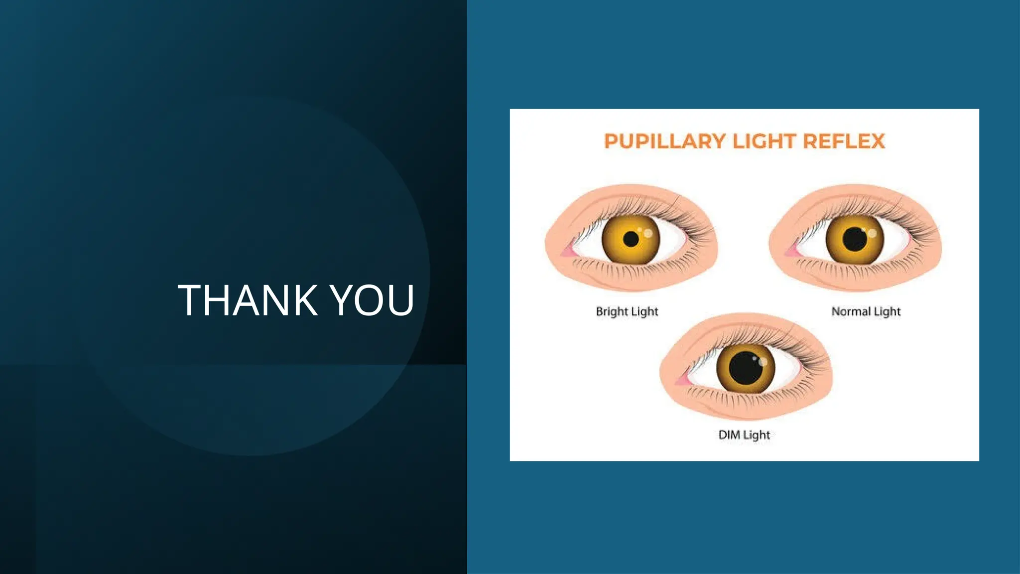 Ophthalmology pupillary reflex pathway 3rd year mbbs | PPTX