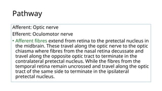 Ophthalmology pupillary reflex pathway 3rd year mbbs | PPTX