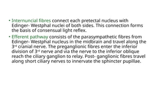 Ophthalmology pupillary reflex pathway 3rd year mbbs | PPTX