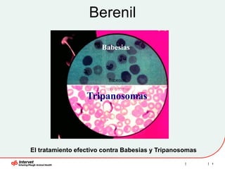 Berenil msd antiparasitarios finca productiva | PPTX