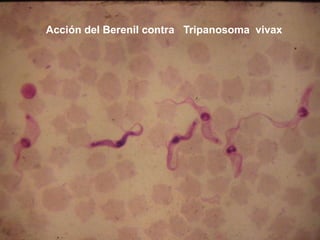 Berenil msd antiparasitarios finca productiva | PPTX