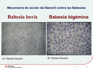 Berenil msd antiparasitarios finca productiva | PPTX