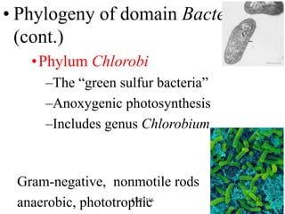 Bergeys mannual | PPTX