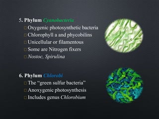 Bergey's manual systematic bacteriology IInd edition | PPSX