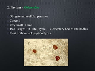 Bergey's manual systematic bacteriology IInd edition | PPSX