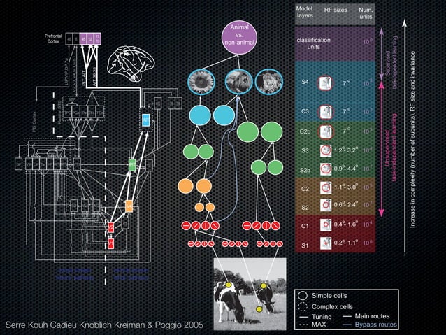 Mechanisms of bottom-up and top-down processing in visual perception | KEY | Graphics Software ...