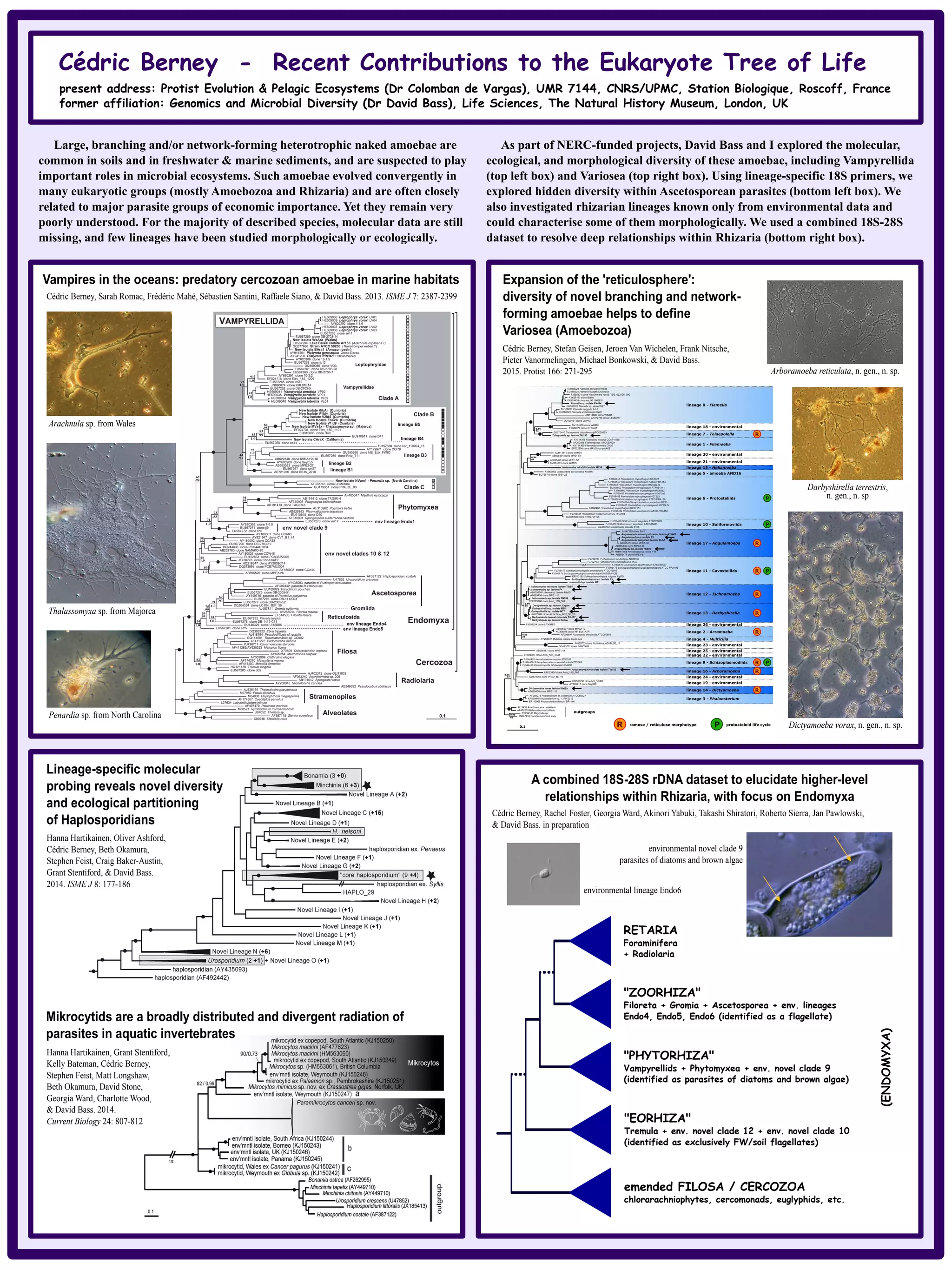 Recent Contributions to the Eukaryote Tree of Life | PDF