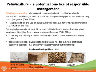The role of paludiculture in drained peatlands and climate change ...
