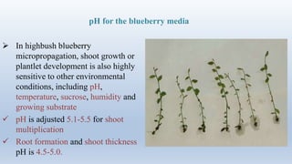 berries presentation Awara.pptx