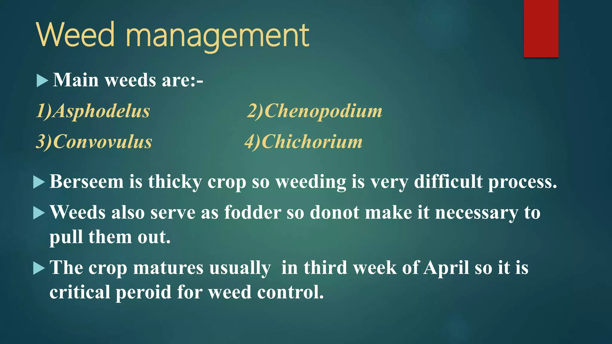 Berseem fodder crop production | PPTX