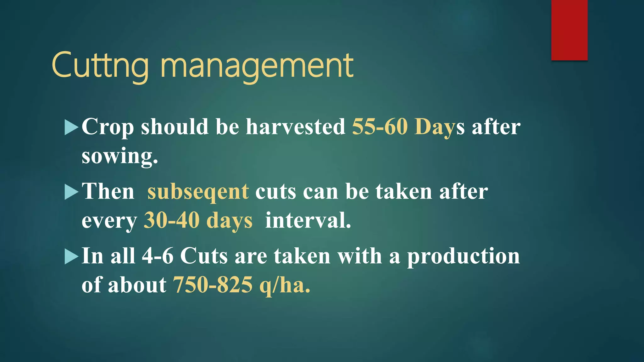 Berseem fodder crop production | PPTX