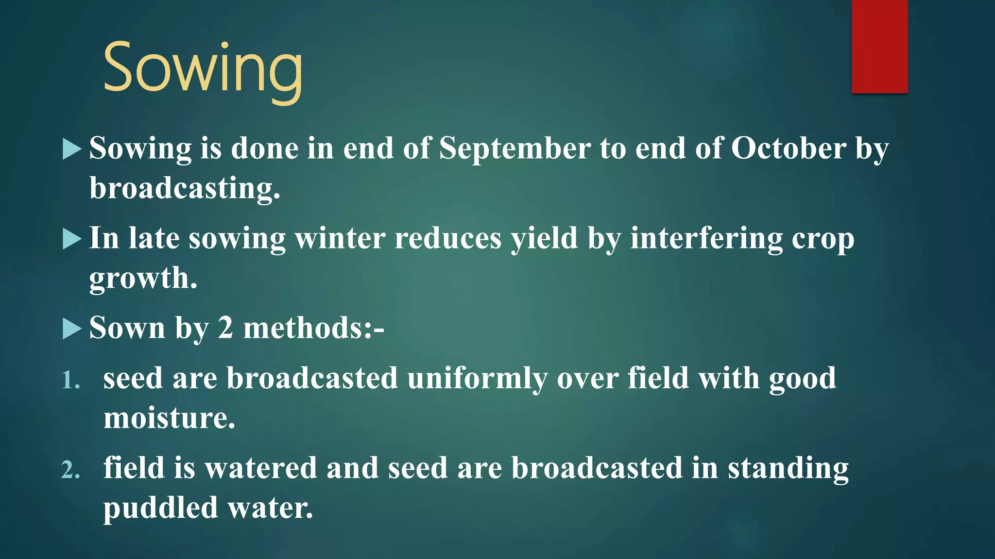 Berseem fodder crop production | PPTX