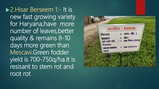 Berseem fodder crop production | PPTX