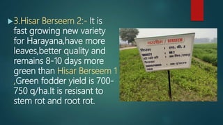 Berseem fodder crop production | PPTX