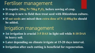 Berseem fodder crop production | PPTX