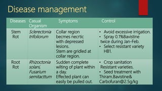 Berseem fodder crop production | PPTX