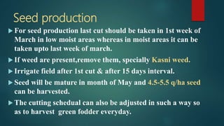 Berseem fodder crop production | PPTX